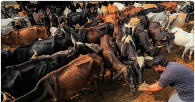 महाराष्ट्र में गाय को मिला 'राज्यमाता' का दर्जा, विधानसभा चुनाव से पहले ...