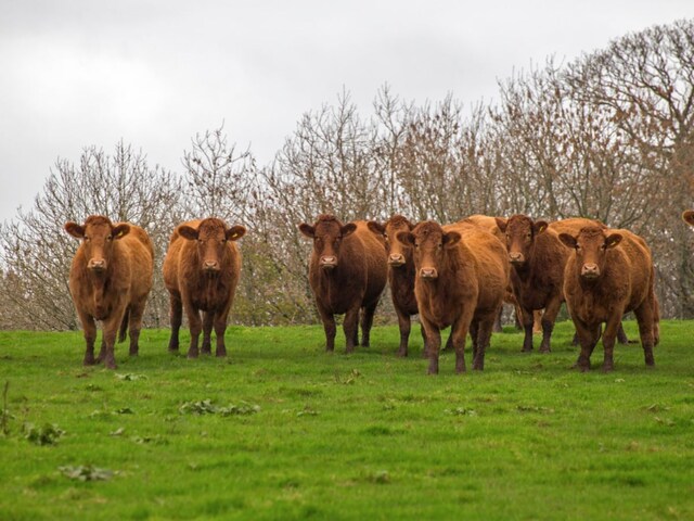 यहां गाय को मिला सबसे खतरनाक जानवर का दर्जा, कहा जा रहा है सीरियल किलर ...