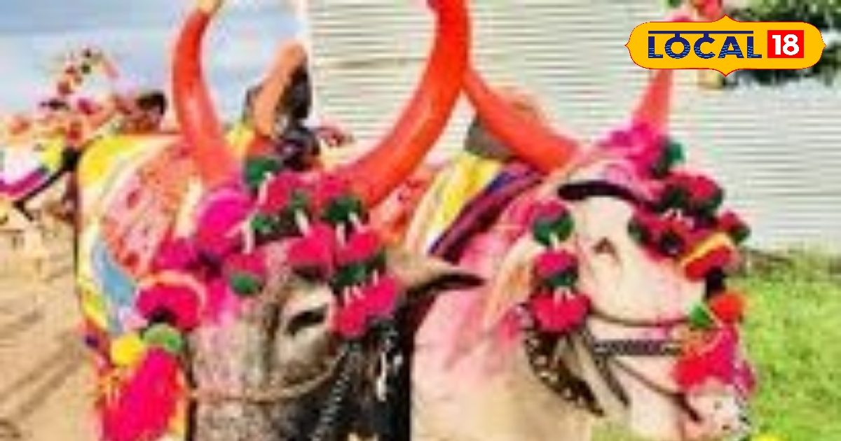 Pola festival is being celebrated across the state today, special ...