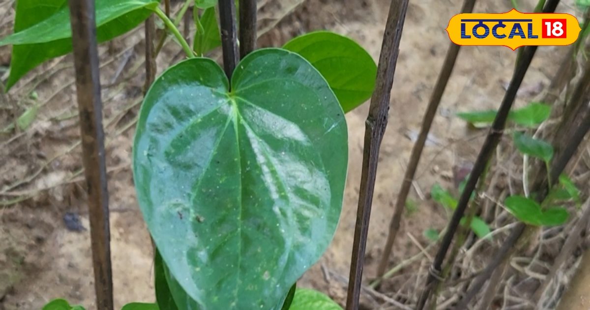 Every person in the village used to cultivate it and got good income.