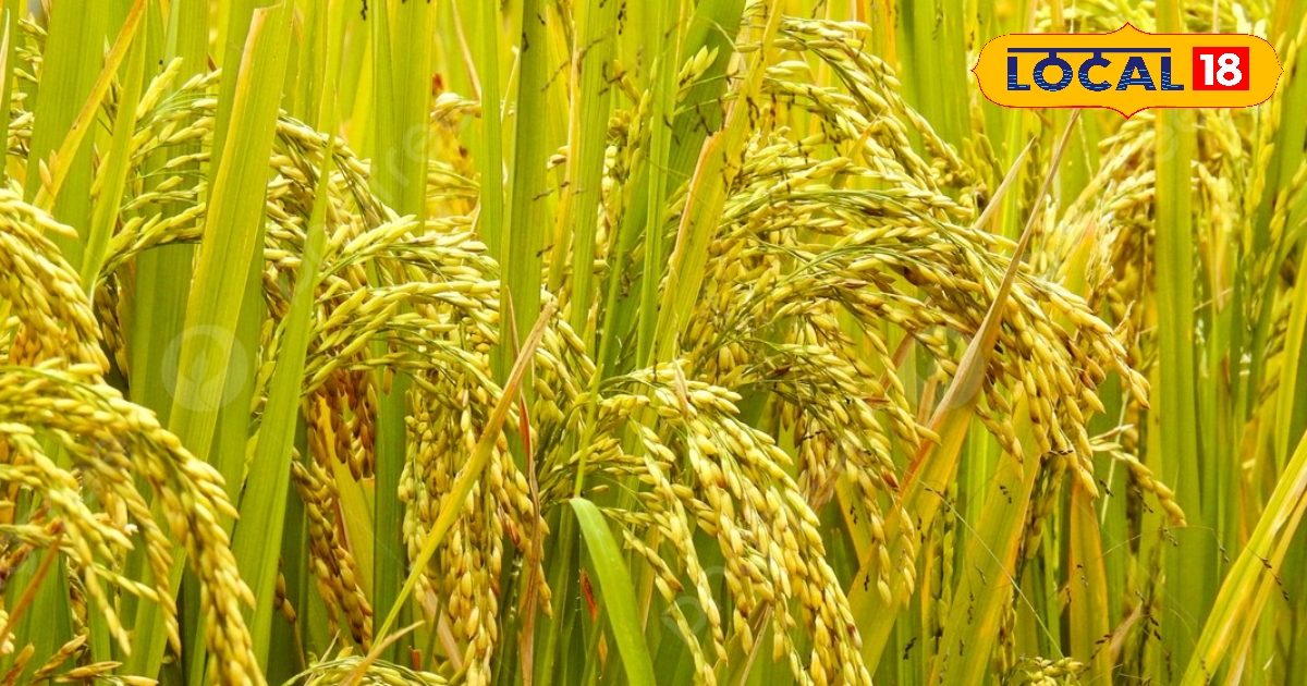 धान का जानी दुश्मन है ये कीड़ा, चट से साफ कर जाता है फसल; एक्सपर्ट से ...