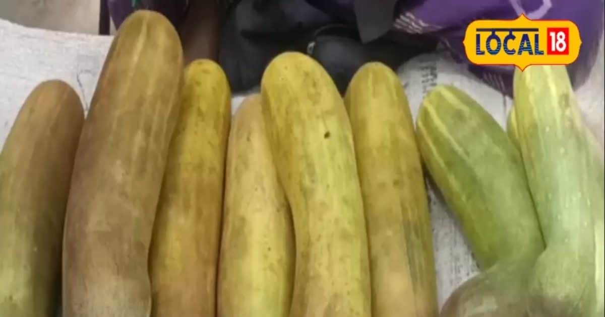 This fruit which looks like gourd is Balam Cucumber, it is effective in ...