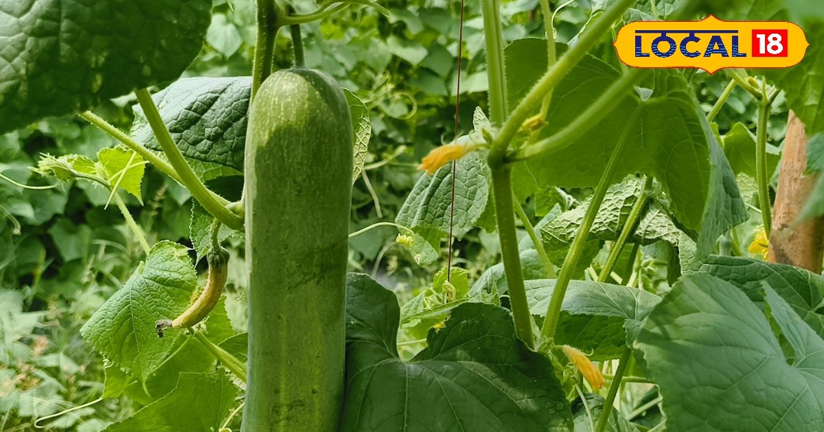 Cucumber, a famous produce of Diara, was grown on barren land by ...