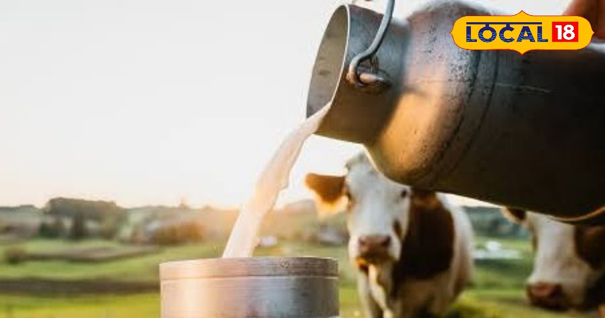 This Indian cow will give as much milk as the foreign breed just follow ...