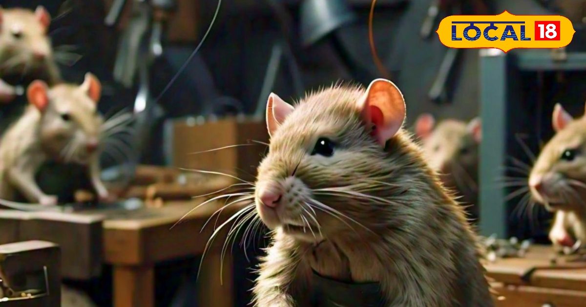 Due to rats, surgeries of heart patients are not being done, more than ...