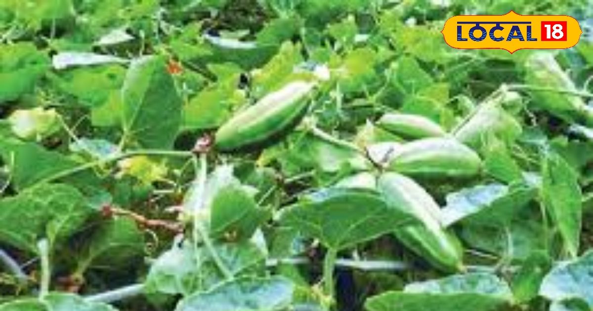 Parwal vegetable is making waves in the market during the rainy season ...