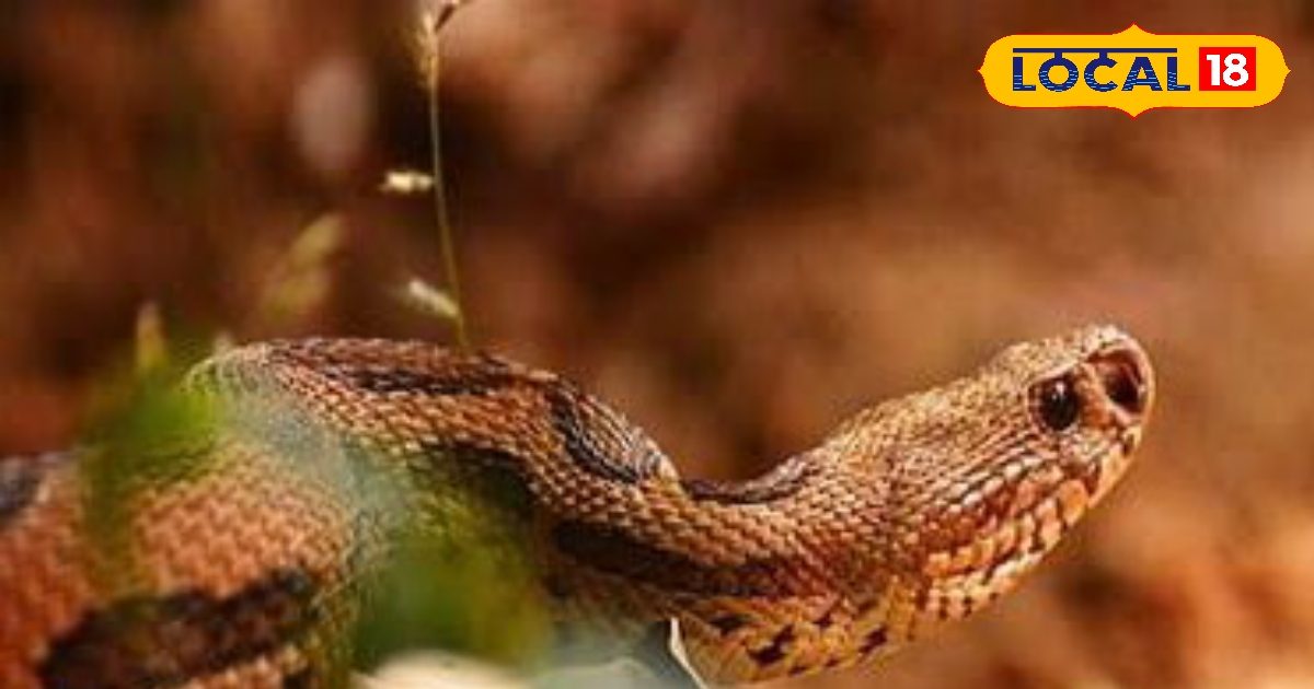 Farasbahar, famous as Naglok due to poisonous snakes like cobra and ...