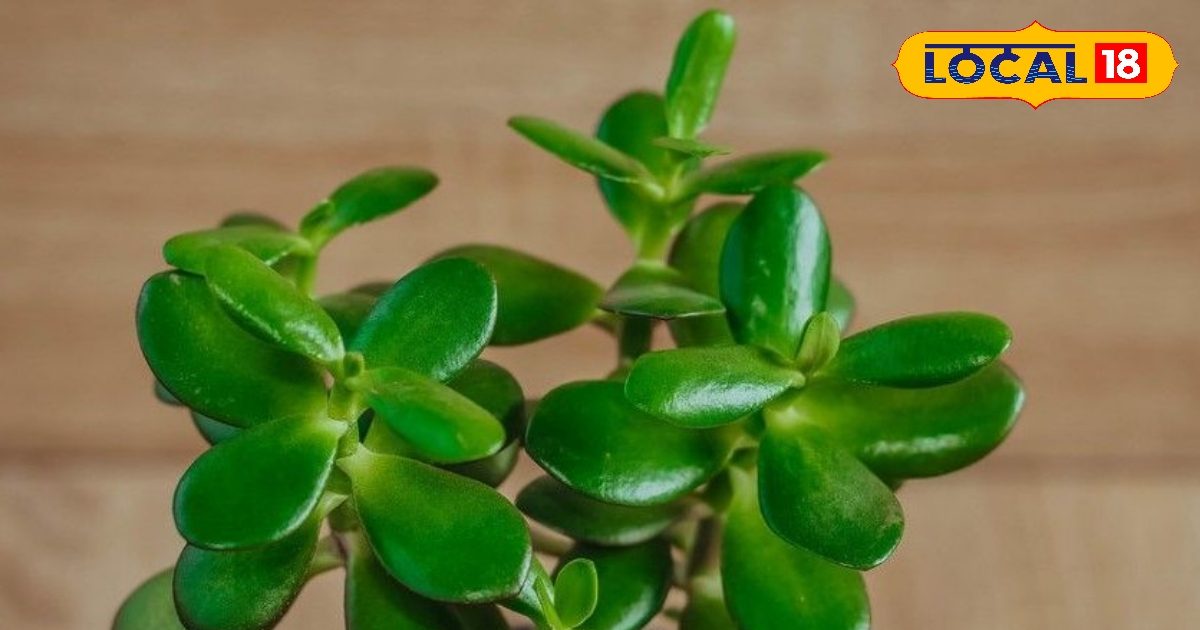 Kasula Plant Benefits