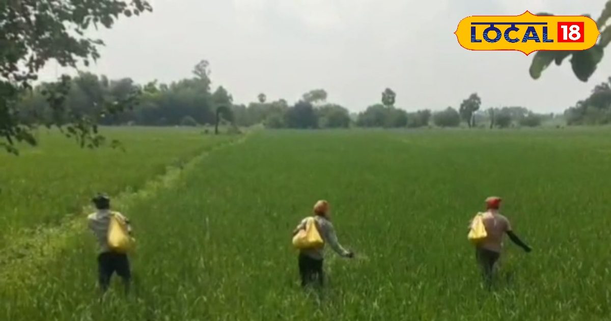 Chemical fertilizers is poison for land follow this advice of experts ...