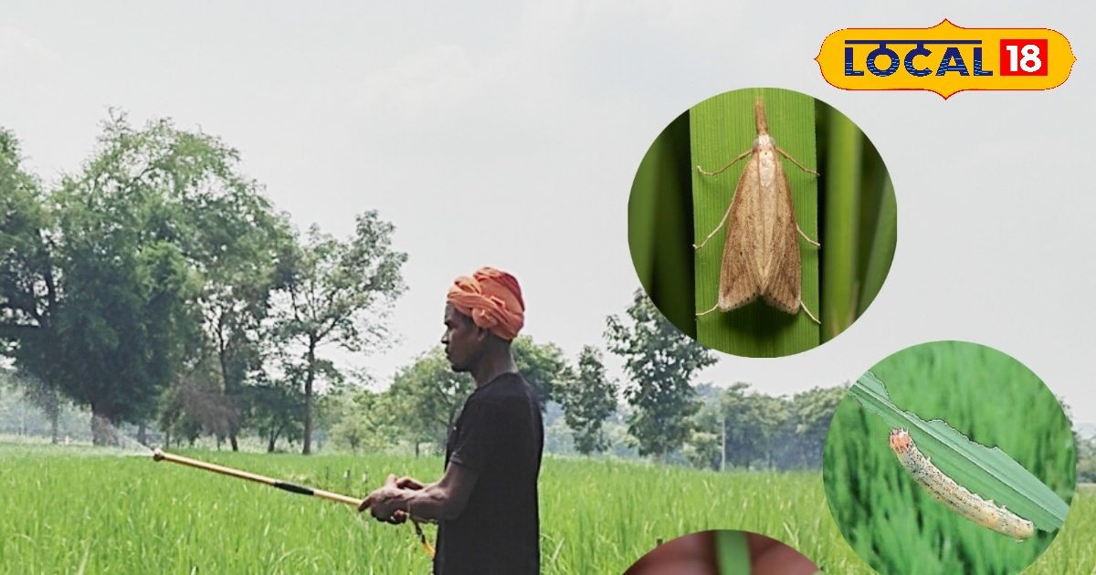 There is an attack of insects in the paddy crop; know the preventive ...