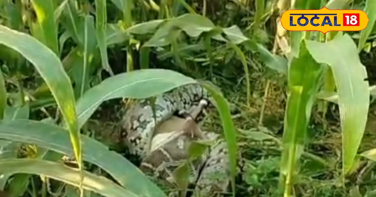 Farmers were farming on the farm, suddenly a huge python appeared, the ...