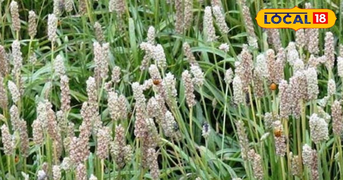 Journey of Jalore crops: From Indian soil to international markets ...