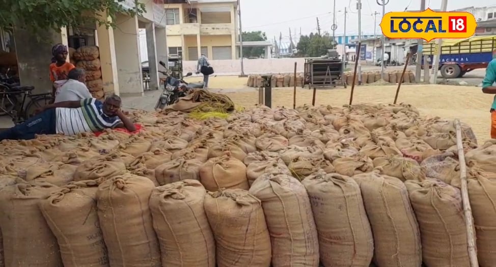 Dhan Mandi News, Ambala: अनाज मंडियों में शुरू हुई धान की आवक,सरकारी ...