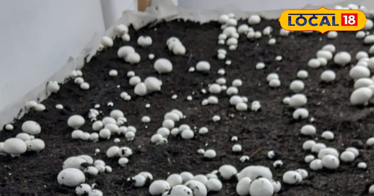See how to prepare button mushroom compost, know the complete process ...