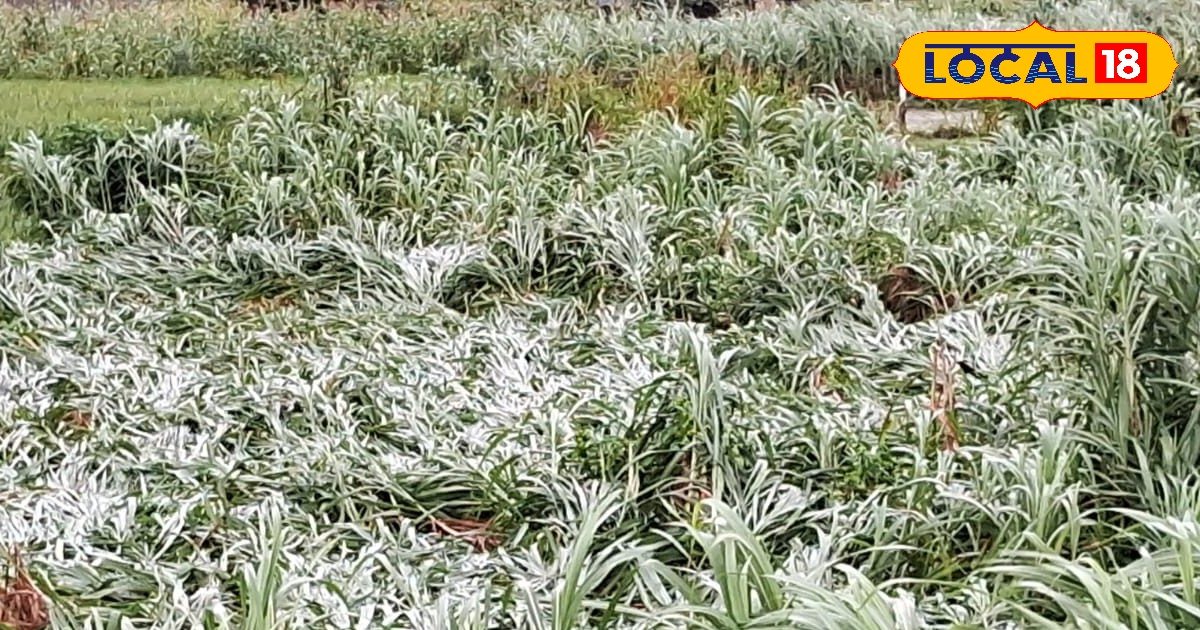 cyclone from bay of bangal affect. Gopalganj , harmful for crop of ...