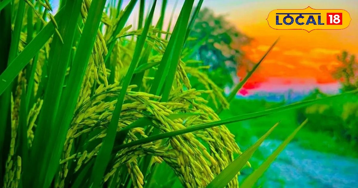 Purchase of paddy at MSP start in UP from 1st October farmers will have ...