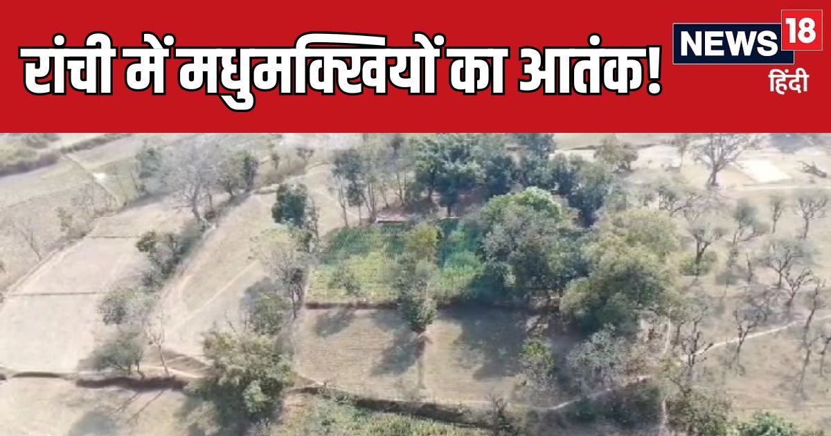 Ranchi News: रांची में अचानक मधुमक्खियों के झुंड ने किया हमला, देखते ही ...