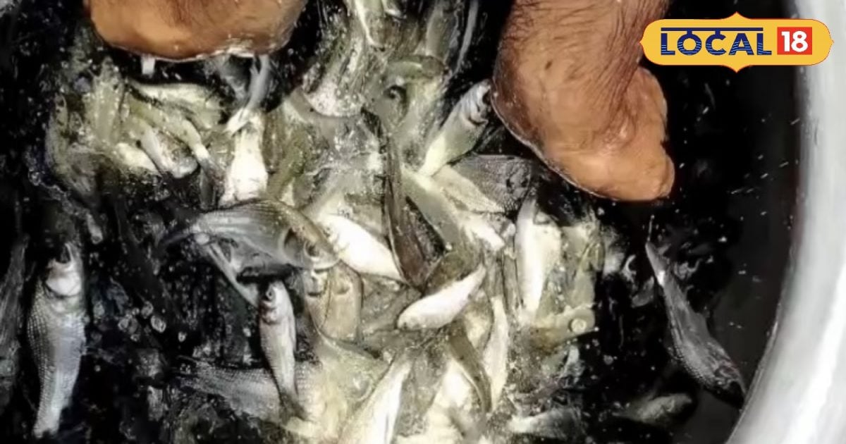 Fish Market: इस बाजार में मिलती हैं कई वैरायटी की मछली, कीमत भी कम, नोट ...