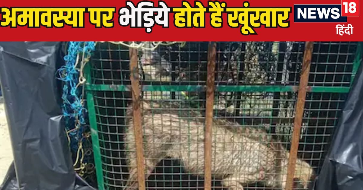 Bahraich Bhedia Attack: आखिर अमावस्या के दिन क्यों इतने खूंखार हो जाते ...