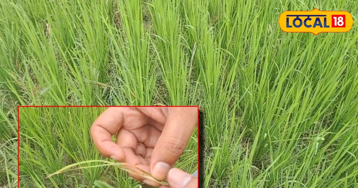 How is paddy cultivated protect against stem borer in paddy crop with ...