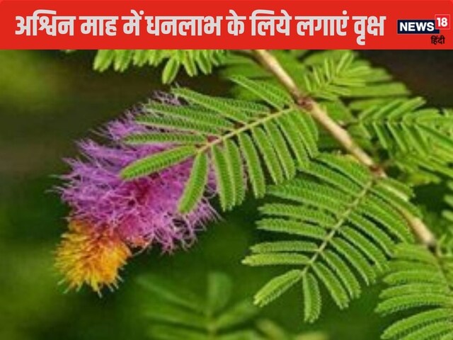Ashwin Month 2024: अश्विन माह में 3 में से लगाएं कोई भी 1 पौधा, धन संकट ...