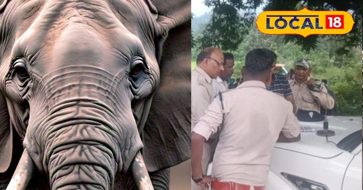 After the terror of wolves in UP, wild elephants are killing people in ...