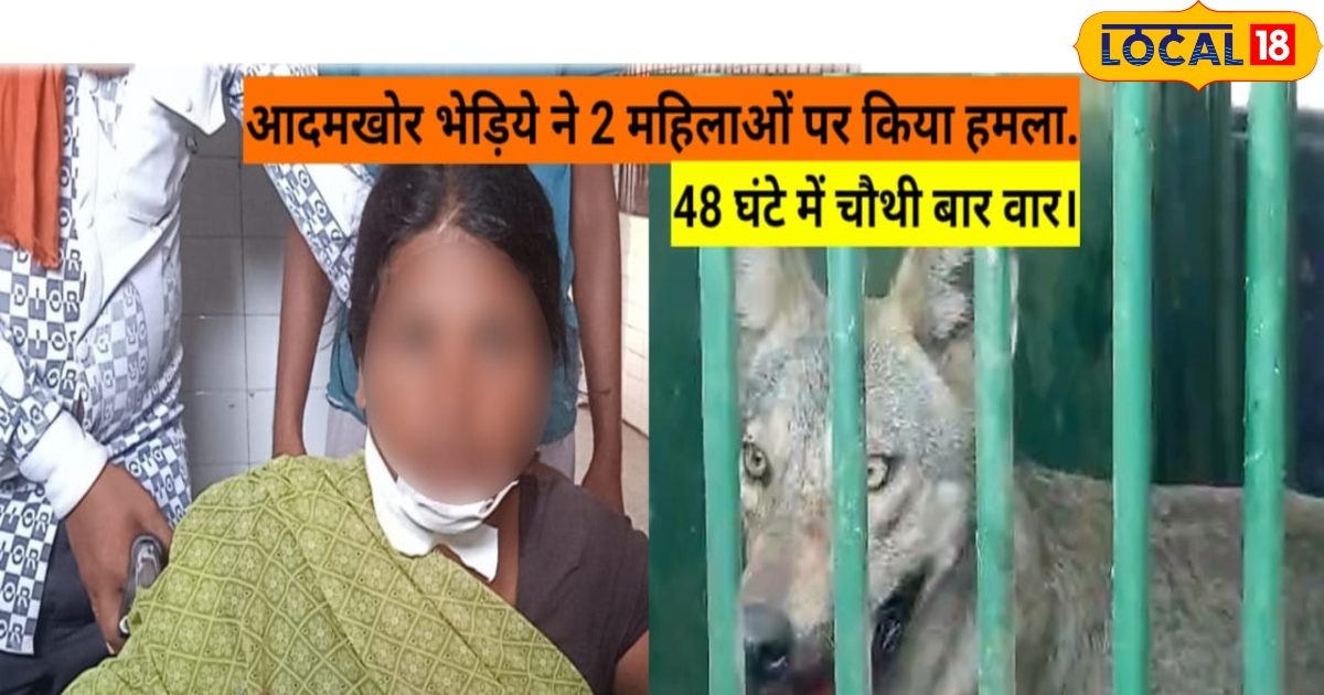 Man-eating wolf attacks two women in Bahraich, attacks for the fourth ...