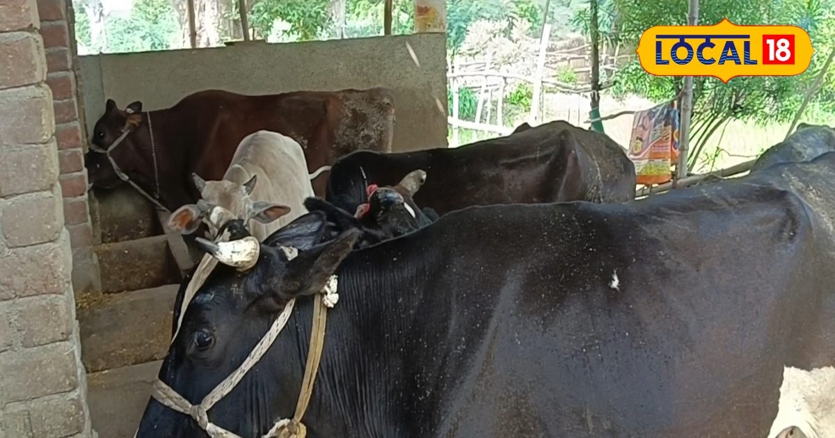 How to increase milk production of animals home remedies get thick and ...