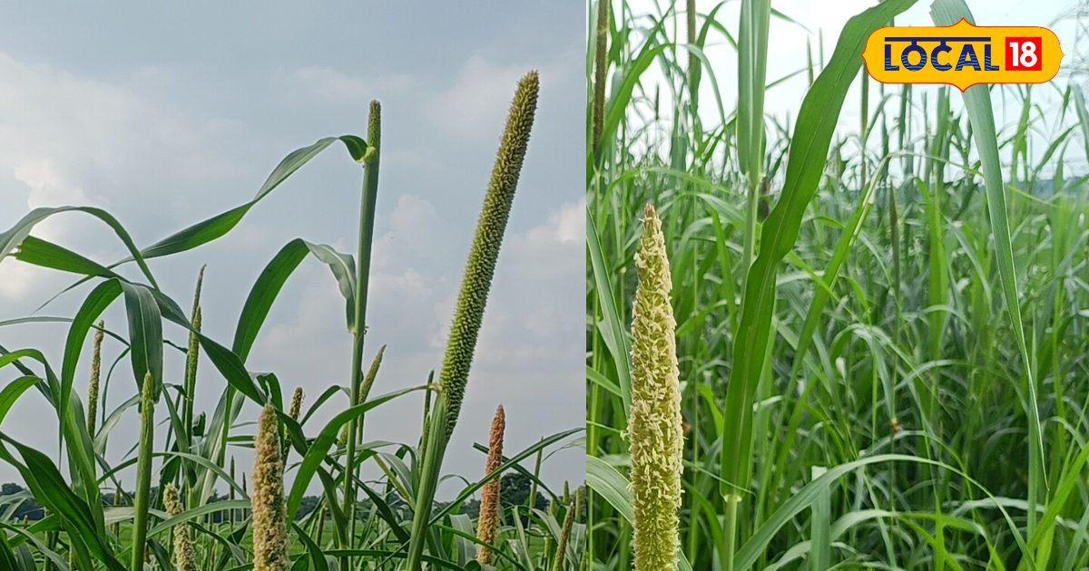 how to cultivate bajra bihar government will give subsidy on millet ...