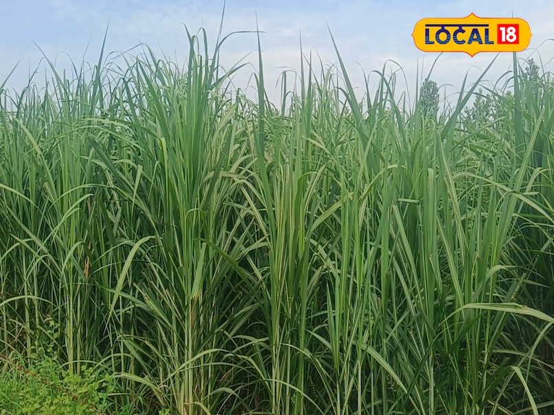 how to harvest sugarcane stem borer is present in crop Where to buy ...