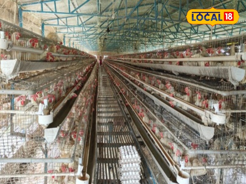 how to take loan for poultry rearing correct method which type of hen ...