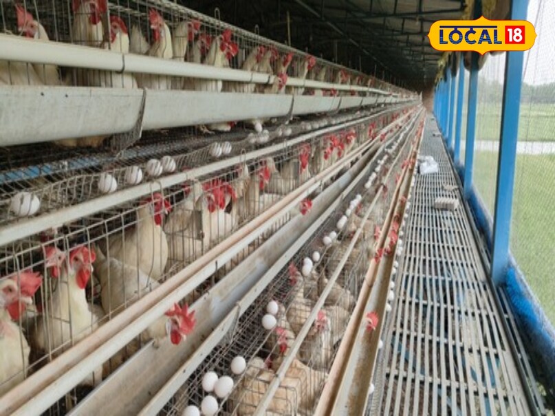 how to take loan for poultry rearing correct method which type of hen ...