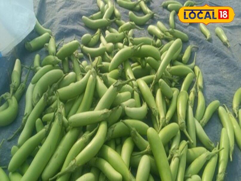 correct method of brinjal cultivation advantages and disadvantages will ...