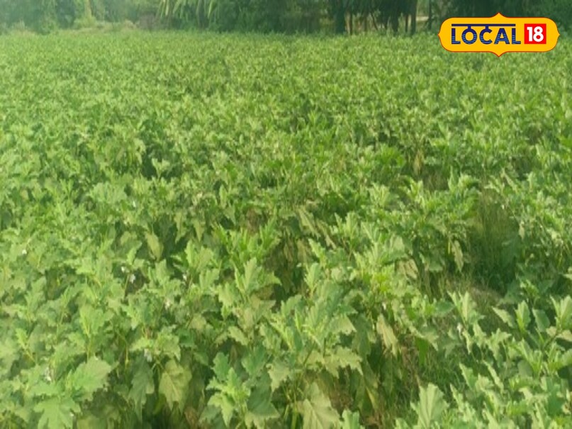 correct method of brinjal cultivation advantages and disadvantages will ...