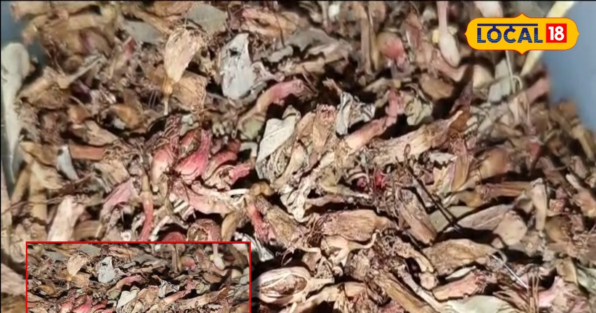 what is dhataki use of red bell bush How is beneficial in summer ...