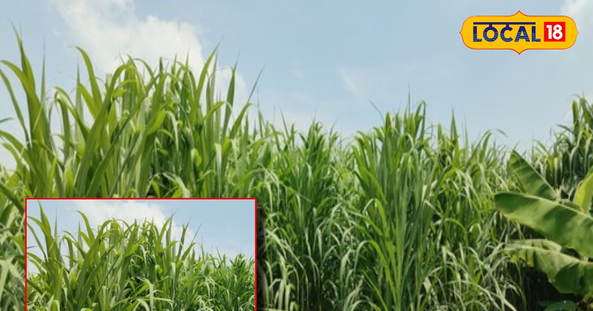 How to cultivate Napier grass to increase milk production of pet animal ...