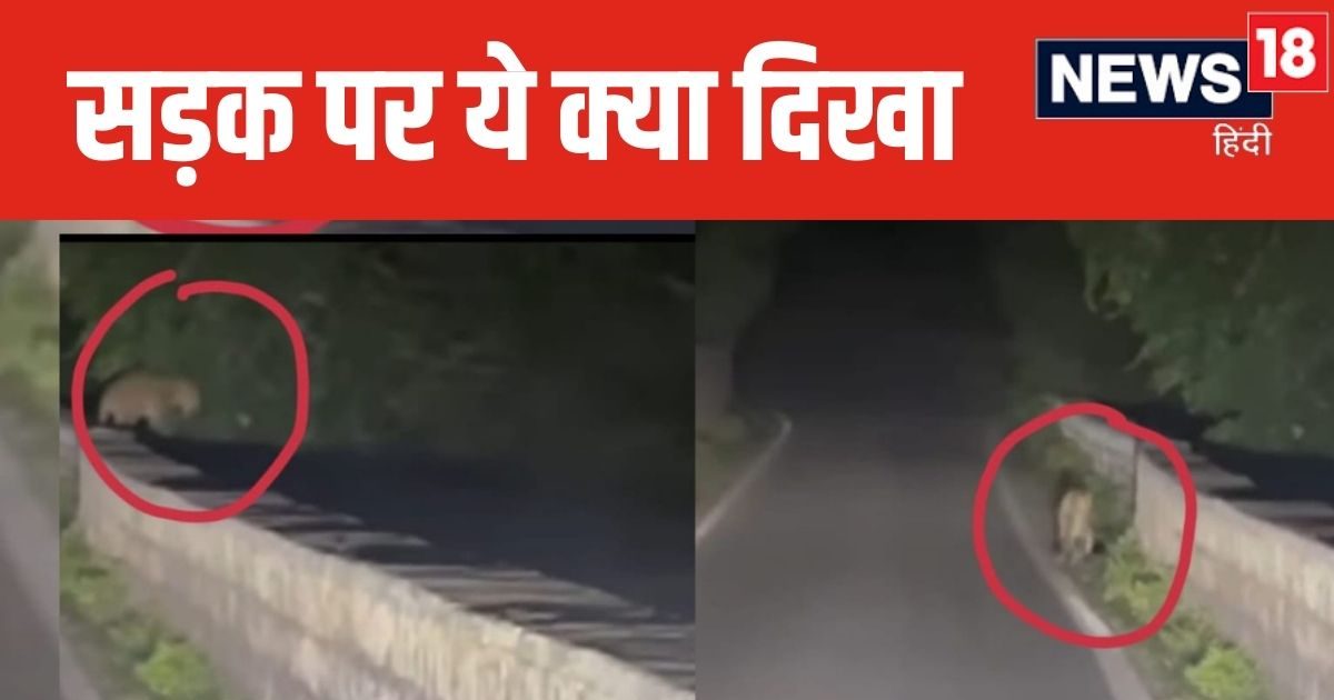 Shivpuri Viral Video: रात का वक्त, अंधेरी सड़क, अचानक कार की लाइट में चलता दिखा कुछ ऐसा, ड्राइवर ...