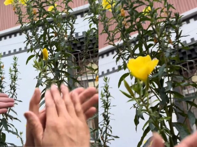 'फूल खुश हुआ!' लोगों ने बजाई ताली, तारीफ मिलते ही खिल गया पुष्प! आखिर ...