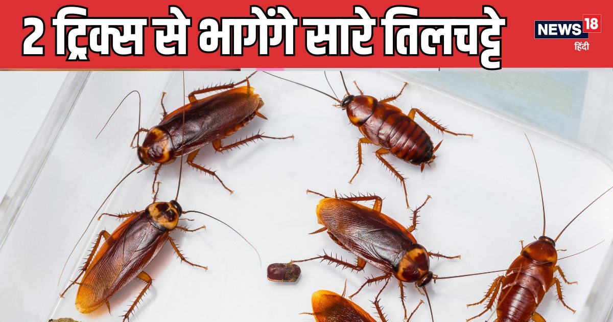 बस 2 ट्रिक्स से एक मिनट में निकल भागेंगे घर में छिपे हुए सारे तिलचट्टे ...