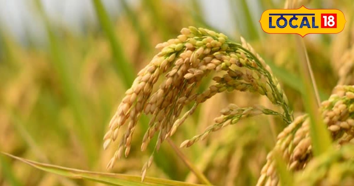 how to take care of paddy cultivation by right method stem borer or ...