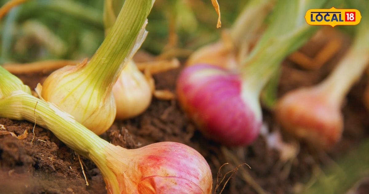 Onion Farming: प्याज की कीमतों में उछाल, रबी सीजन में इस तकनीक से कमाएं ...