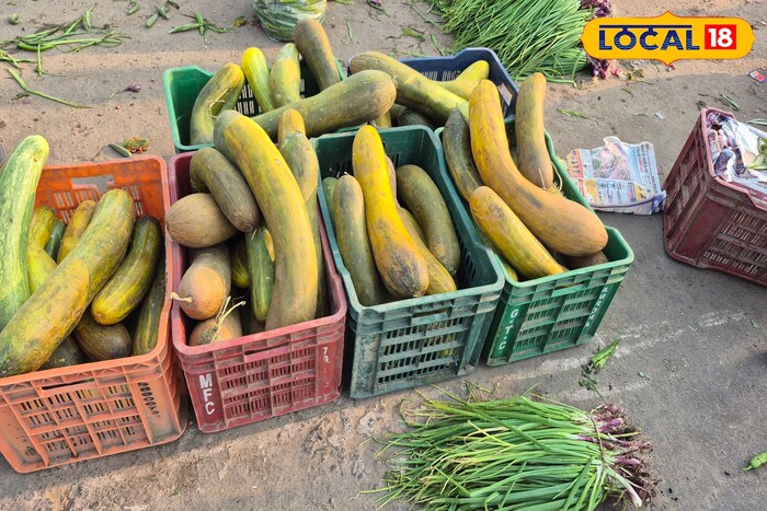 Balam Cucumber: सिर्फ 25 दिनों के लिए ही मंडियों में आती है ये ककड़ी ...