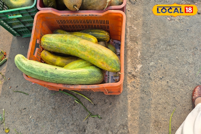 Balam Cucumber: सिर्फ 25 दिनों के लिए ही मंडियों में आती है ये ककड़ी ...