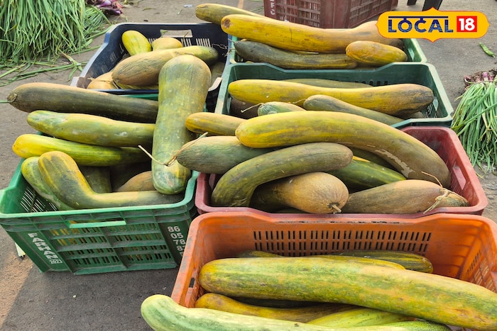 Balam Cucumber: सिर्फ 25 दिनों के लिए ही मंडियों में आती है ये ककड़ी ...