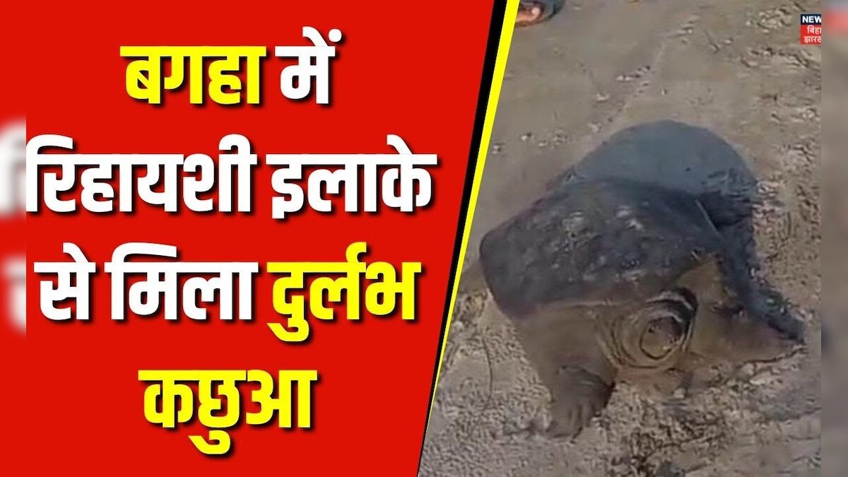 Bihar News : Bagaha में रिहायशी इलाके से मिला दुर्लभ कछुआ, वन विभाग ने ...