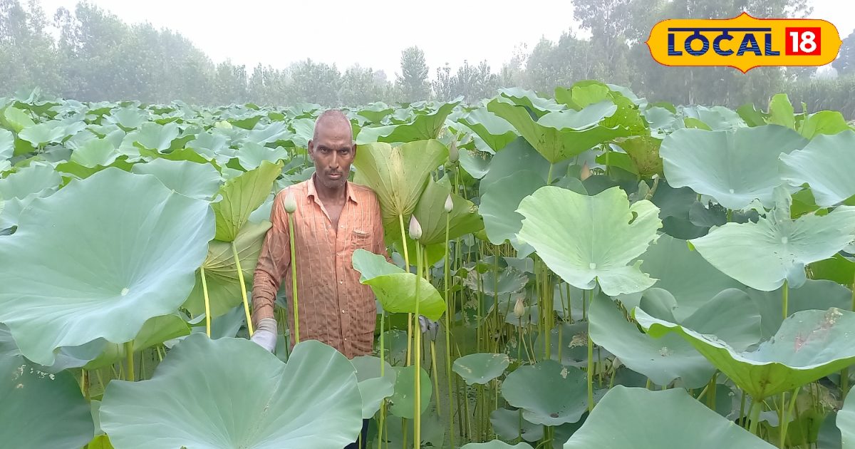 Jamui News: किसानों को AI का ये ऐप करेगा मदद, अब खुद मोबाइल से पता लगा लेंगे फसलों की बीमारी ...