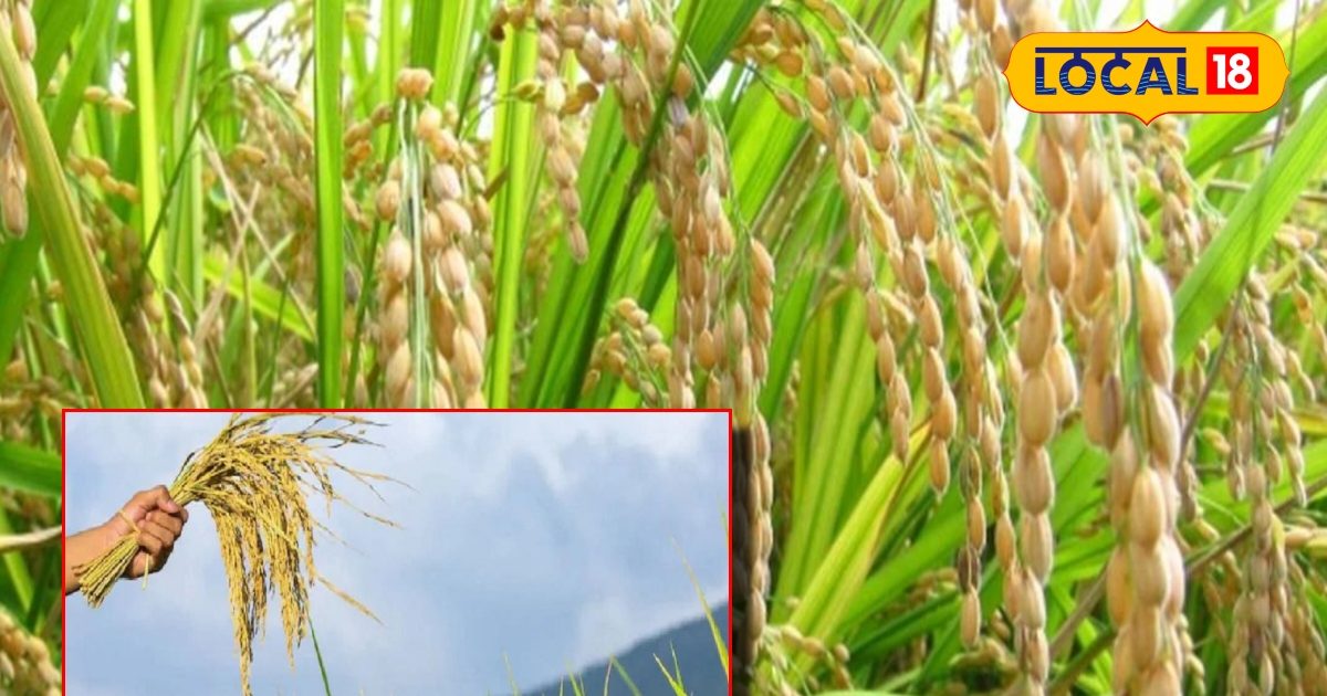 Paddy Crop: फसल के अंतिम चरण में भूलकर भी न करें ये काम, पैदावार में ...