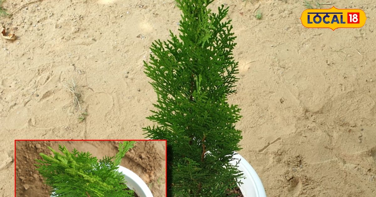 Medicinal properties and Benefits of Plants Morpankhi podha ghar par ...