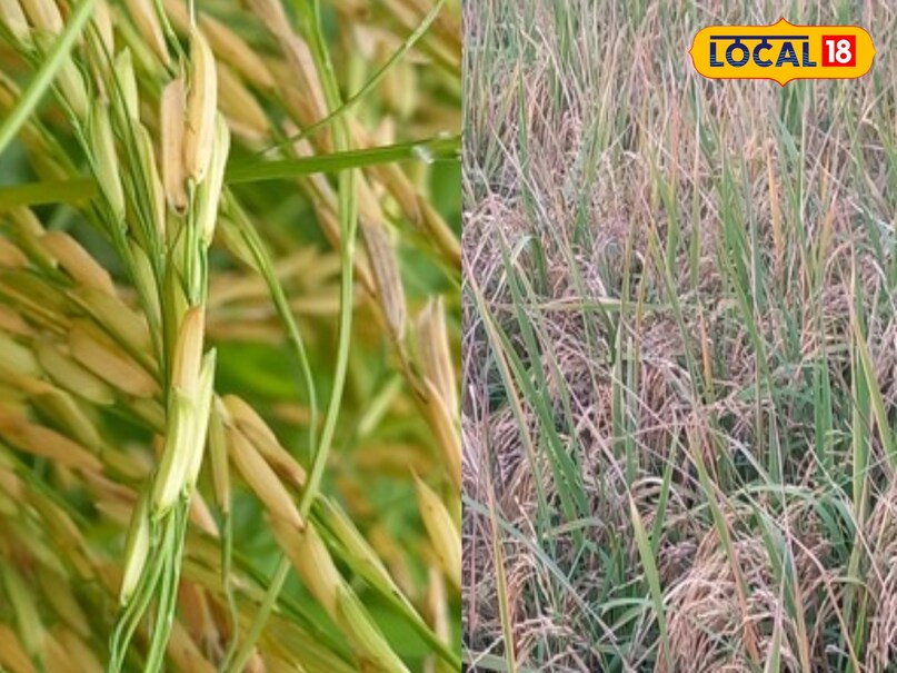 how to care of paddy cultivation protect From serious diseases like ...