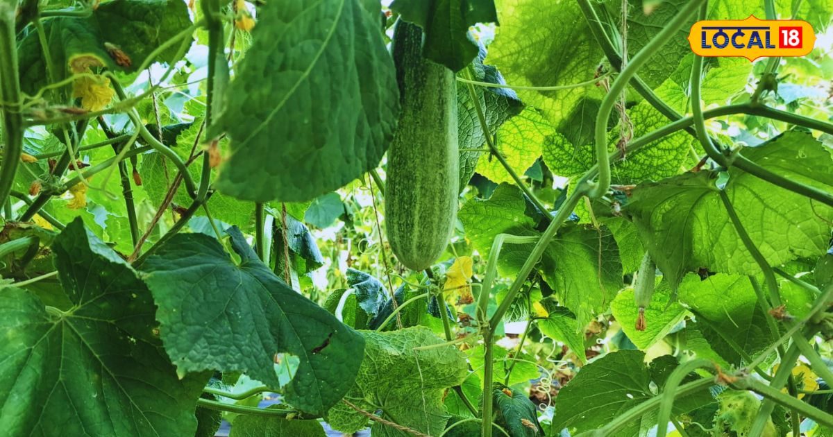 Agri Tips: सर्दियों में किसानों के लिए मुनाफे का सौदा है ये फसल, मंडी में 12 महीने रहती है ...